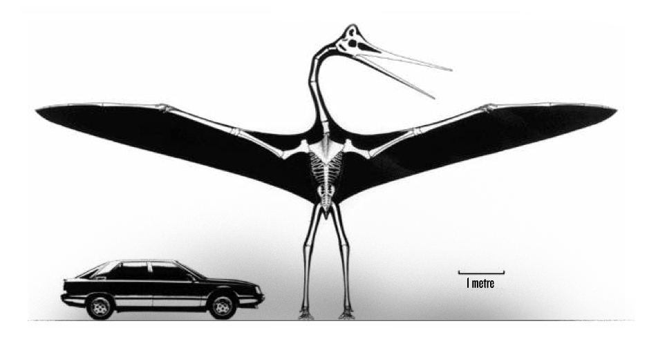 Ropen Pterosaur