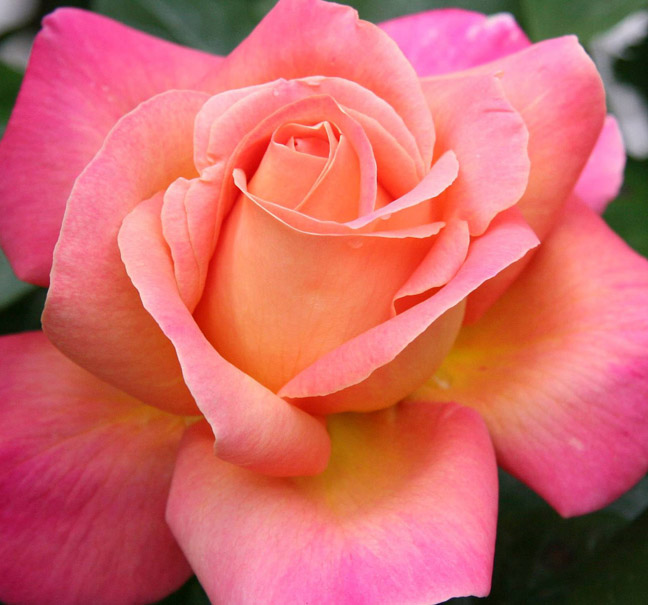 Banner Photo #82: The Extraordinary History Of Roses